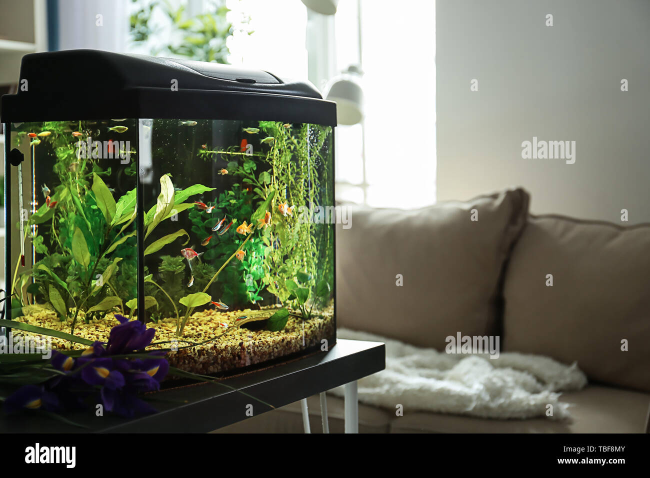 Beautiful aquarium on table in room Stock Photo - Alamy