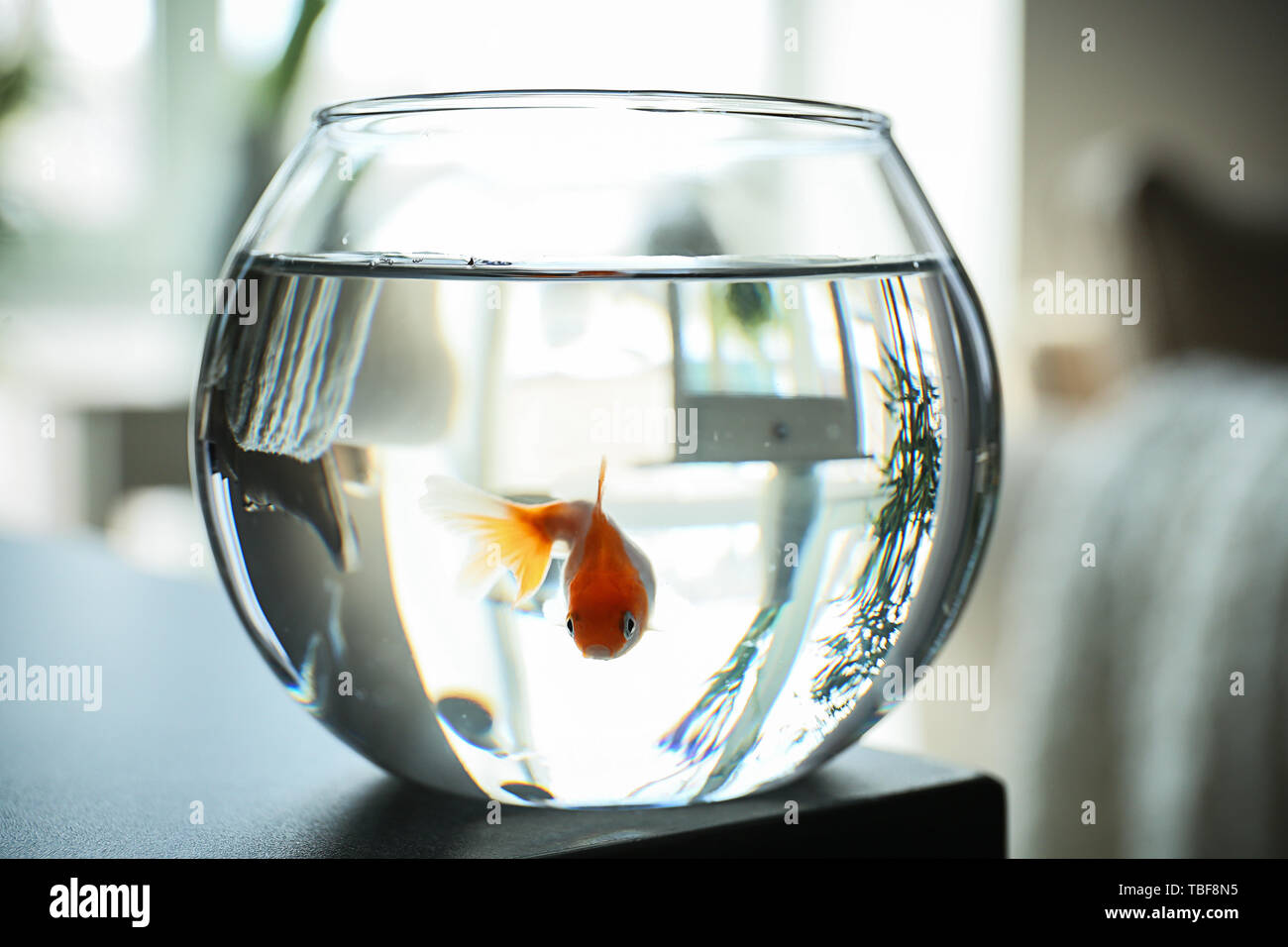 Fishbowl Table High Resolution Stock Photography and Images - Alamy