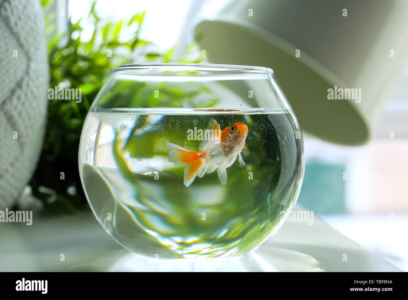 Fishbowl Table High Resolution Stock Photography and Images - Alamy