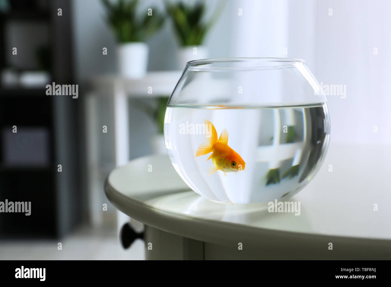 Fishbowl Table High Resolution Stock Photography and Images - Alamy