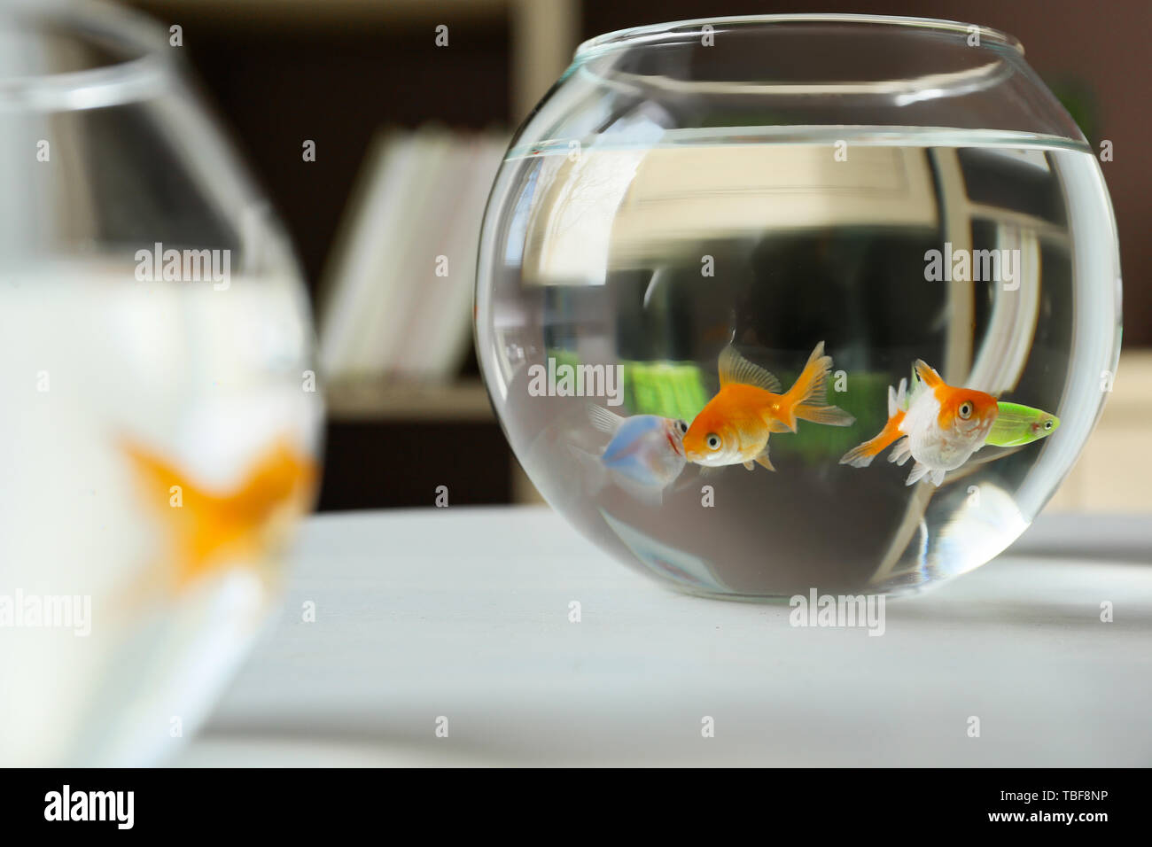 Fishbowls hi-res stock photography and images - Alamy