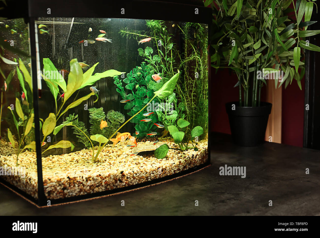 Beautiful aquarium on table in room Stock Photo - Alamy