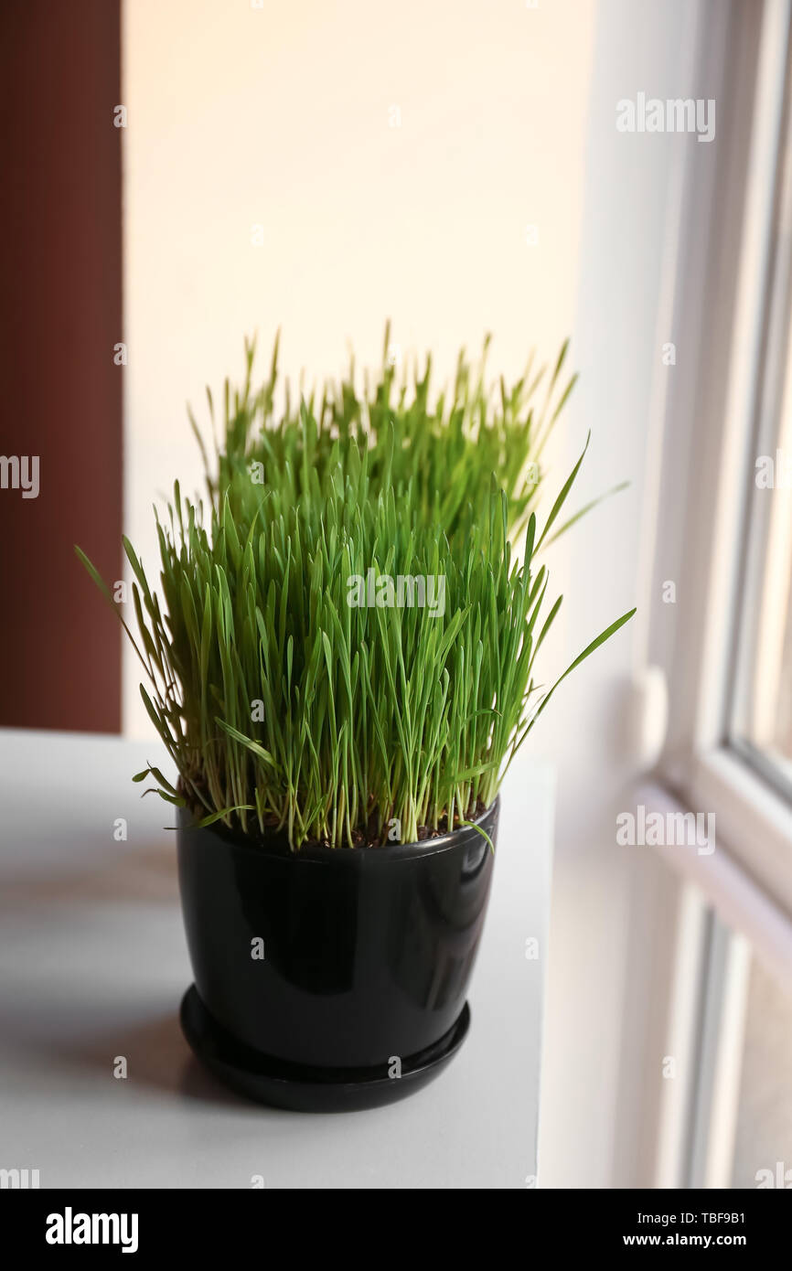 Interior design grass growing indoors hi-res stock photography and ...