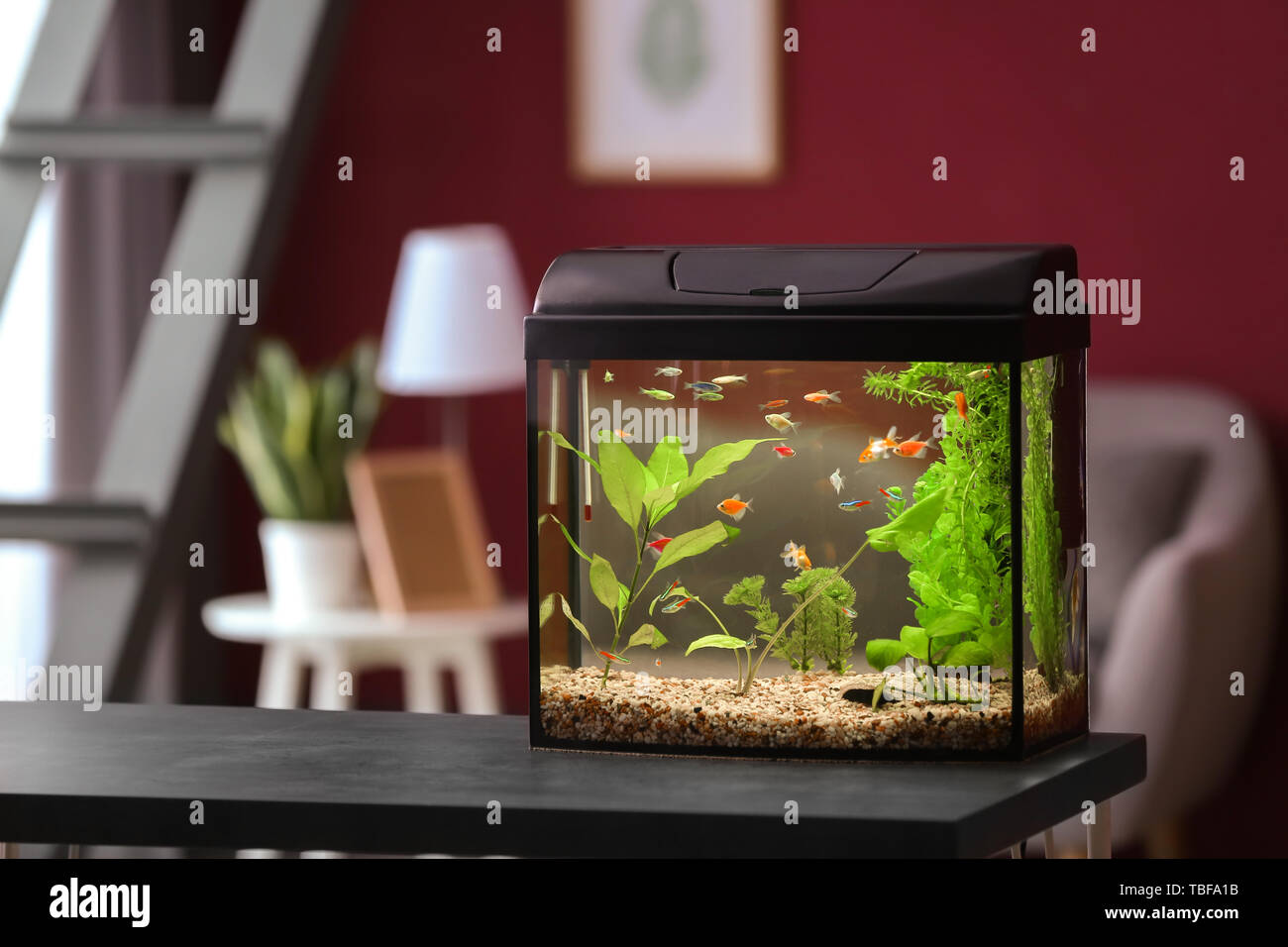 Beautiful aquarium on table in room Stock Photo - Alamy