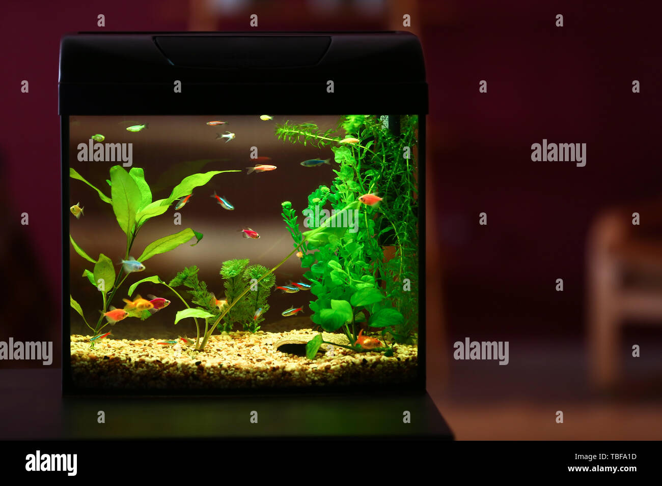 Beautiful aquarium on table in room Stock Photo - Alamy