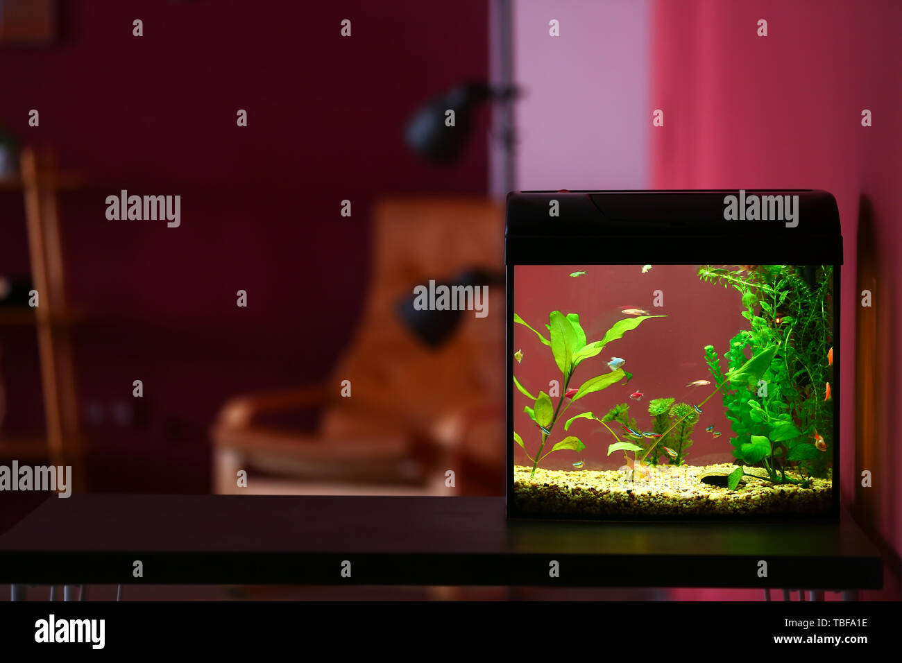 Beautiful aquarium on table in room Stock Photo - Alamy