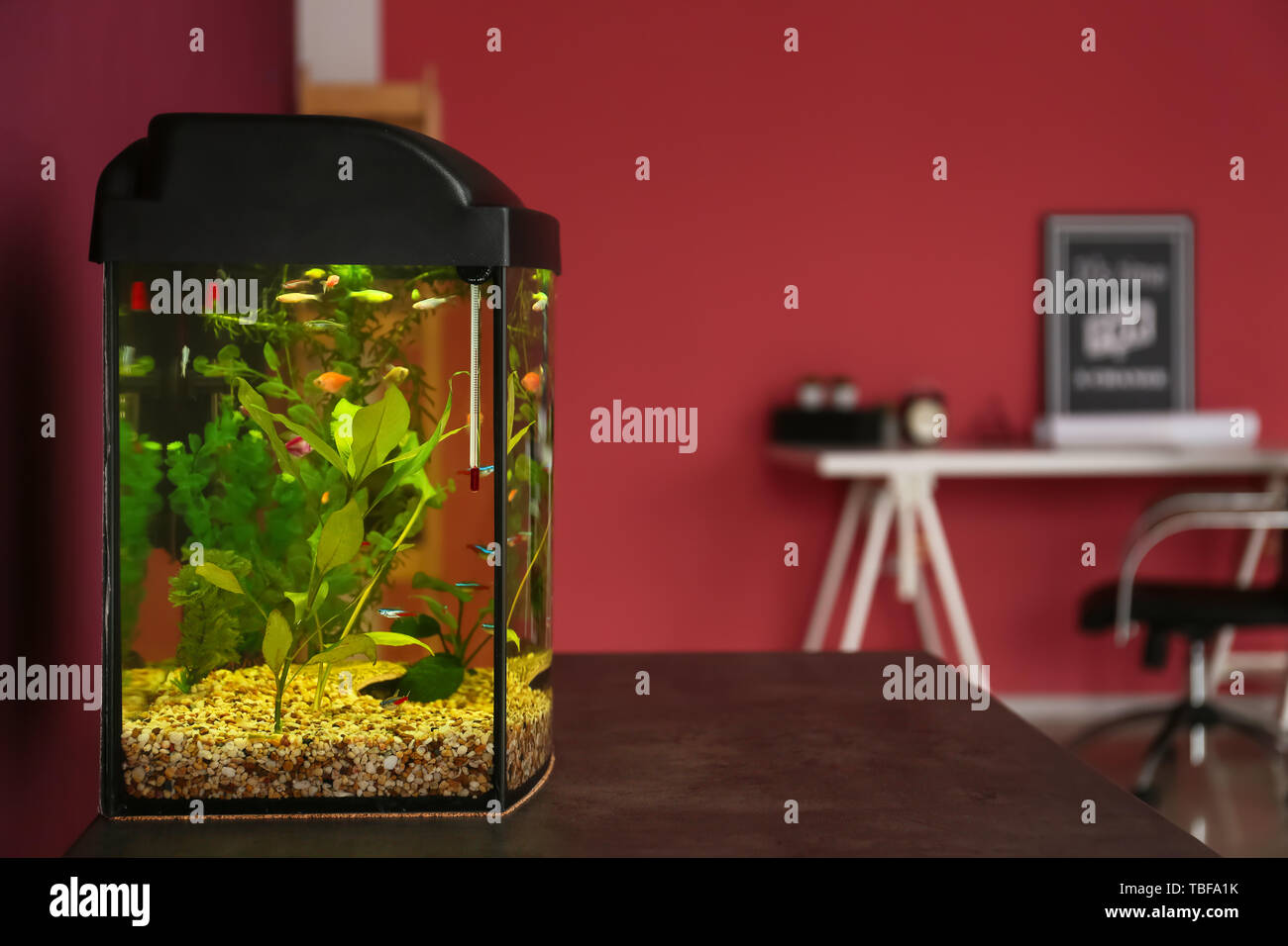 Beautiful aquarium on table in room Stock Photo - Alamy