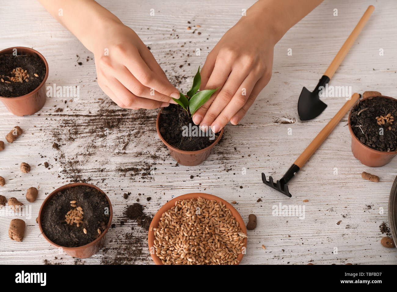Setting out pots hi-res stock photography and images - Alamy