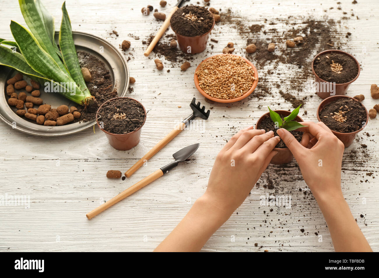 Woman setting out plants hi-res stock photography and images - Alamy