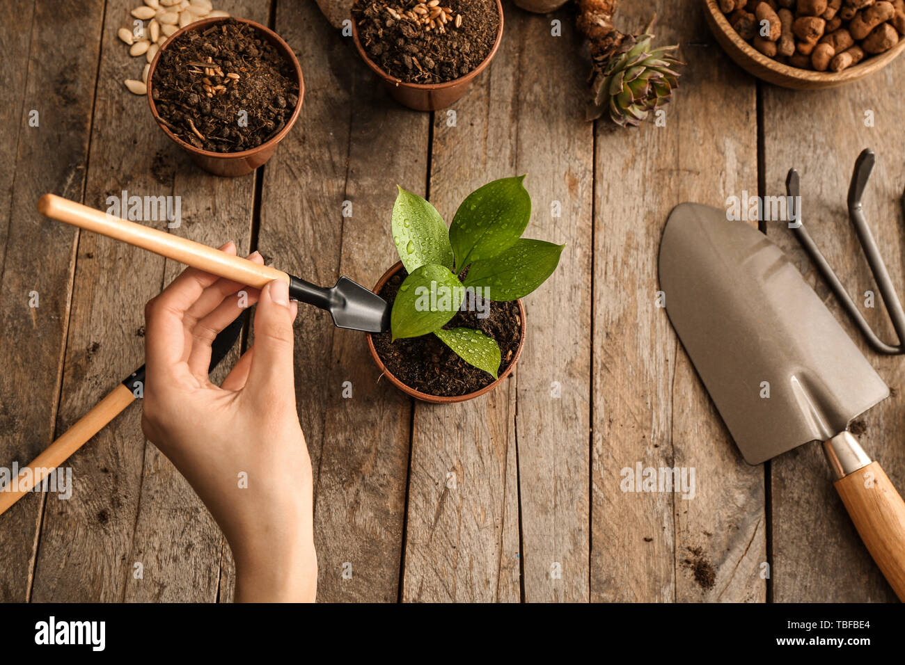 Setting out plants hi-res stock photography and images - Alamy