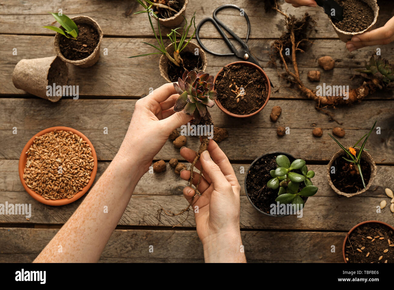 Setting out pots hi-res stock photography and images - Alamy