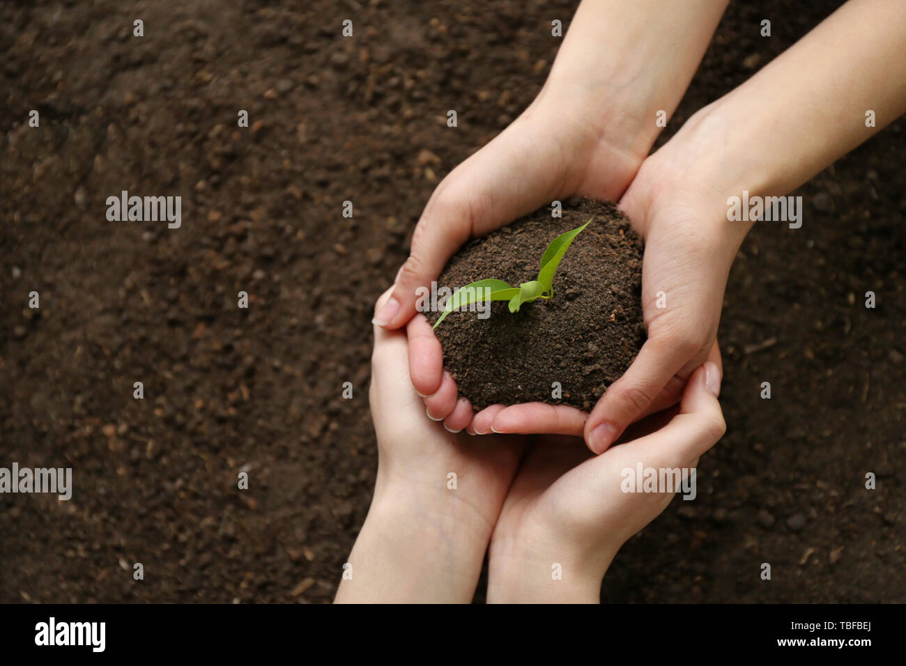 Setting out plants hi-res stock photography and images - Alamy