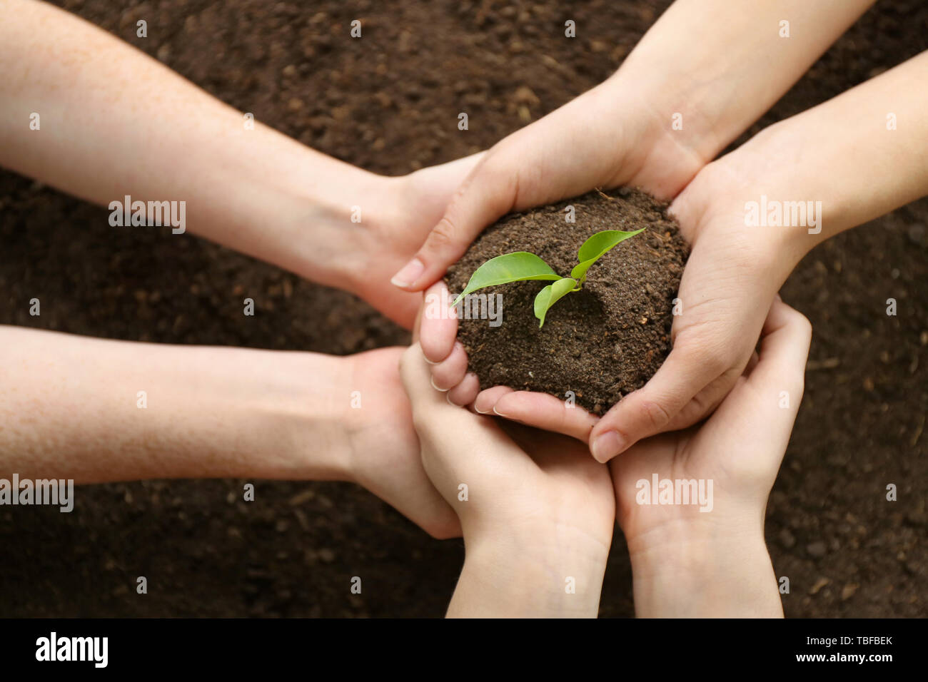 Women setting out plants in soil Stock Photo - Alamy