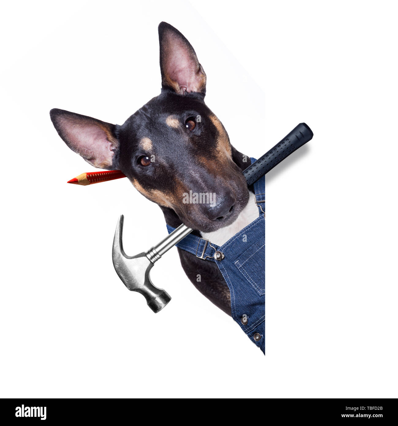 handyman pit bull terrier dog worker with work tool in mouth, ready to ...