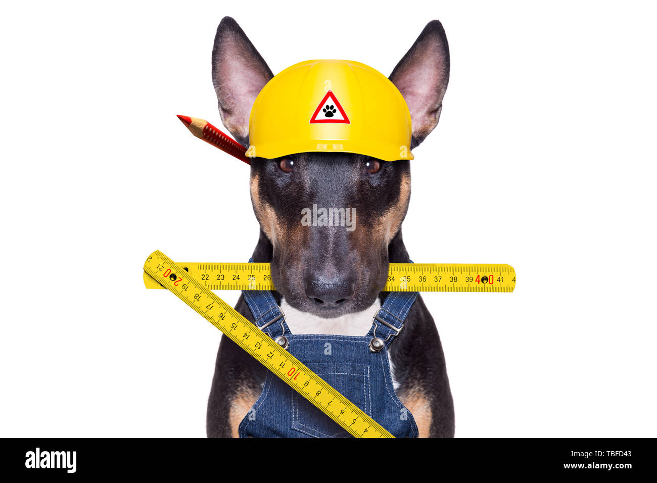 handyman pit bull terrier dog worker with work tool in mouth, ready to ...