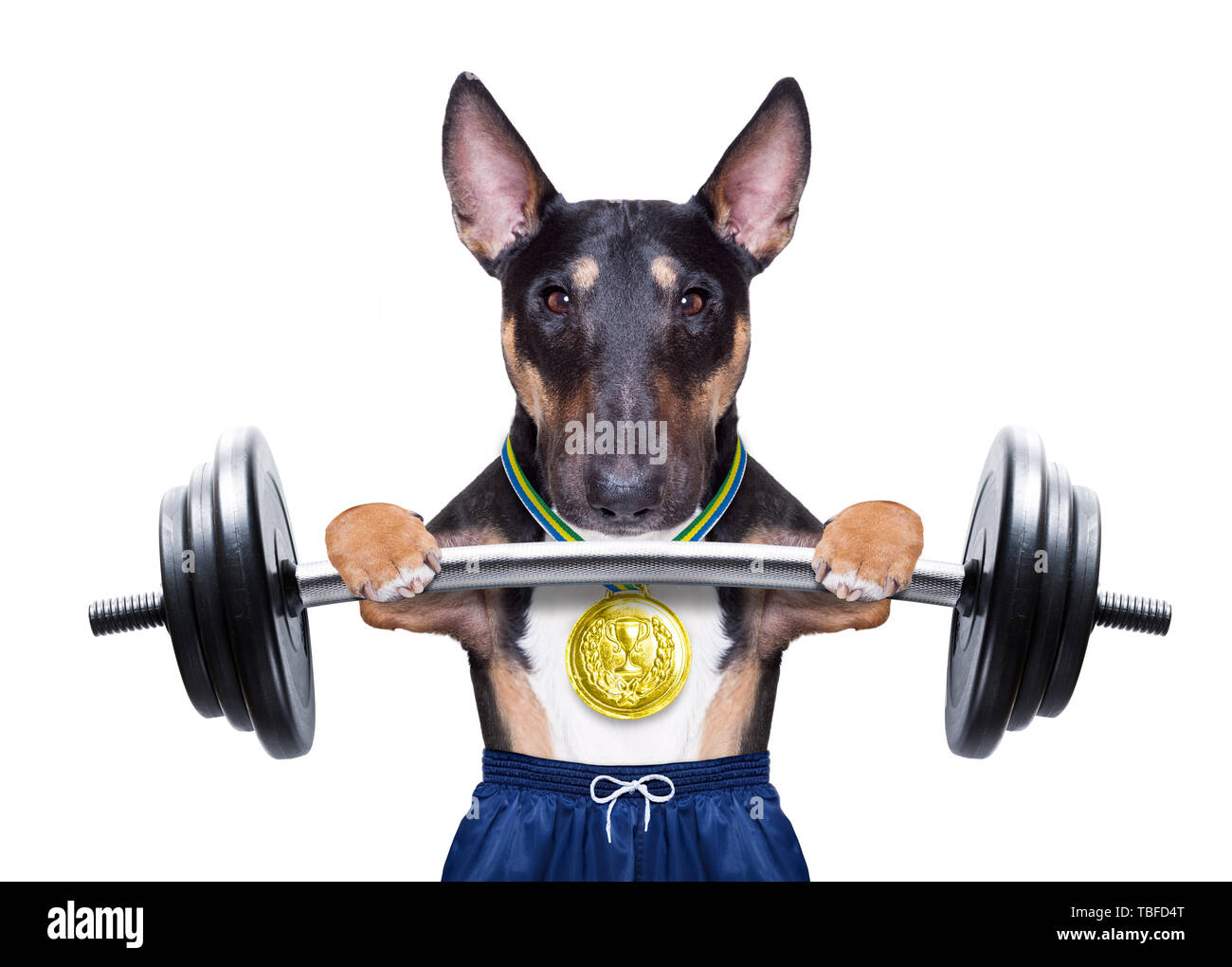 dog as personal trainer with gold medal lifting a dumbbell bar wearing ...