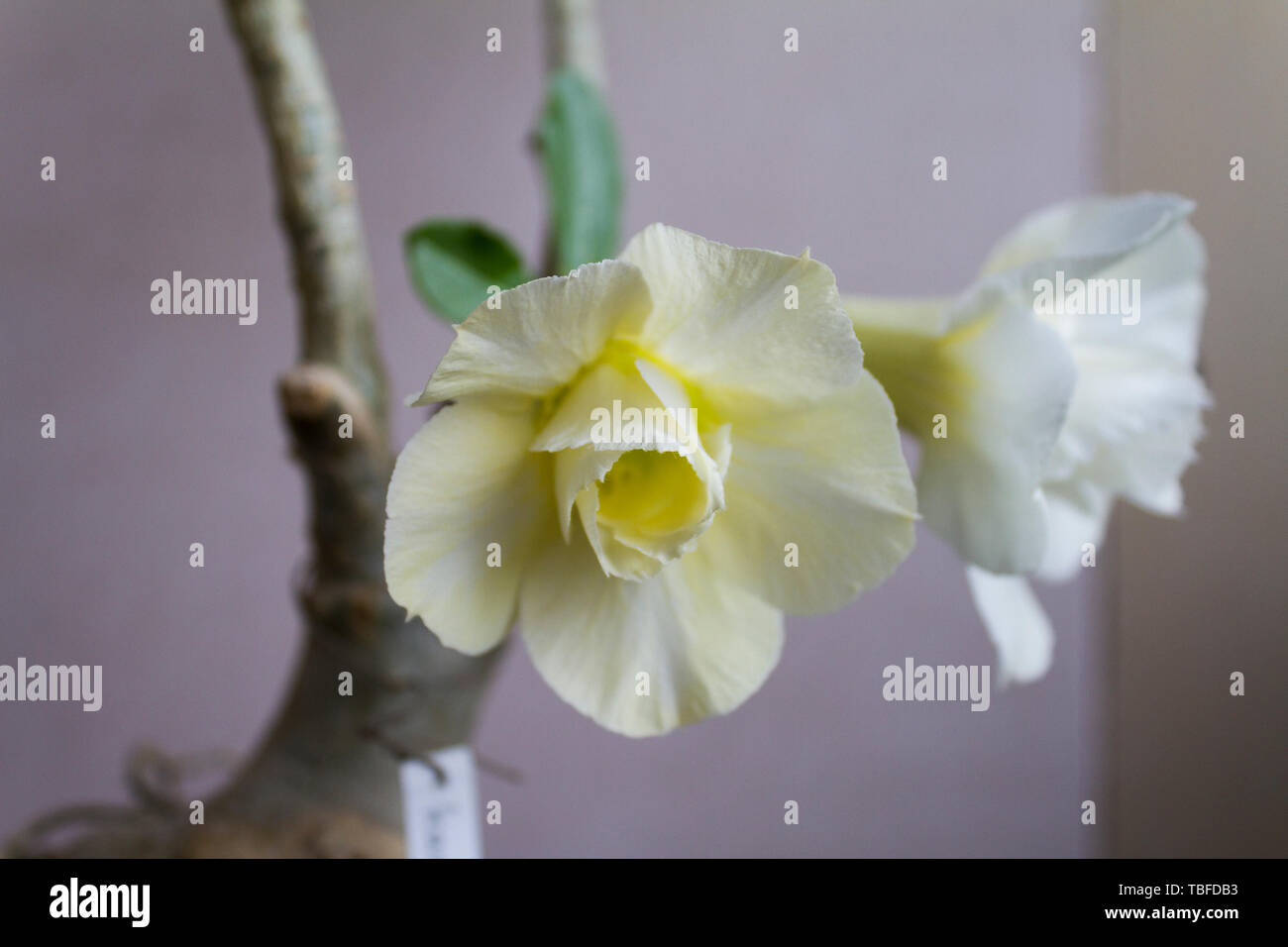 Yellow flower adenium obesum blooms. Close up Stock Photo - Alamy