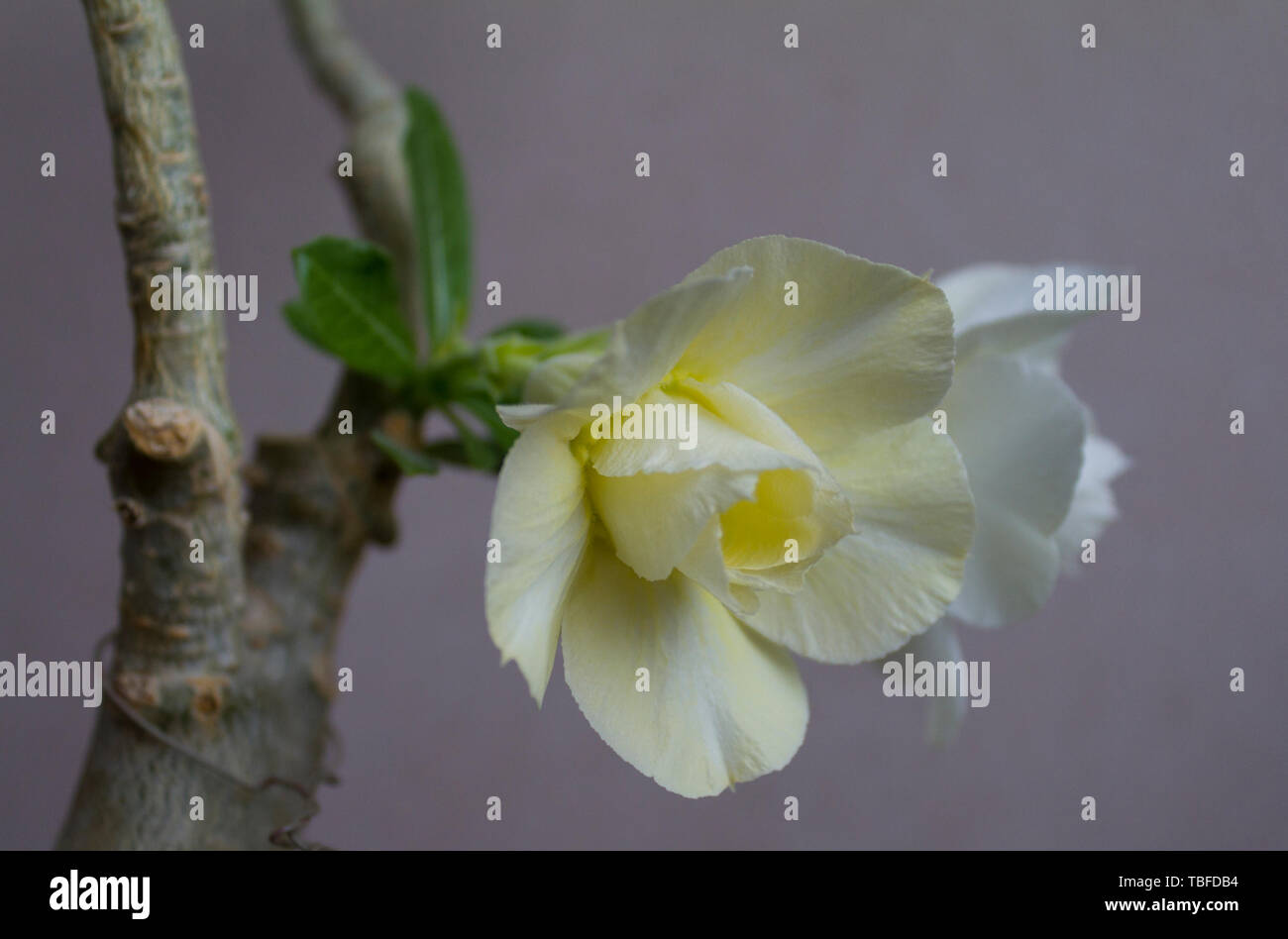 Yellow flower adenium obesum blooms. Close up Stock Photo - Alamy