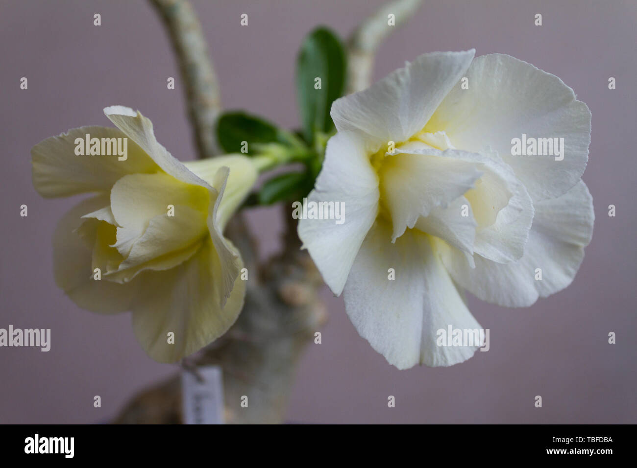 Yellow flower adenium obesum blooms. Close up Stock Photo - Alamy