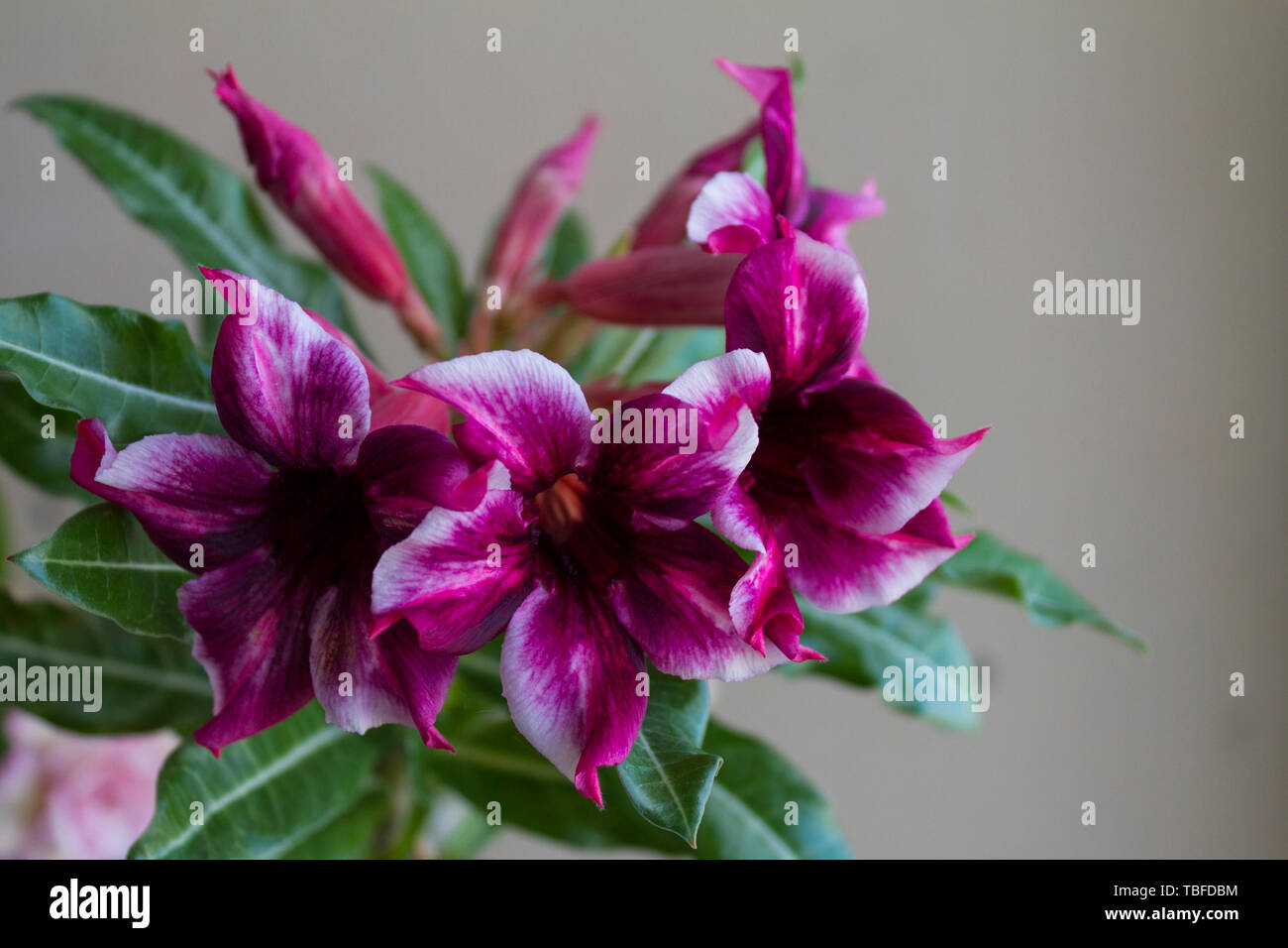 Fat adenium hi-res stock photography and images - Alamy