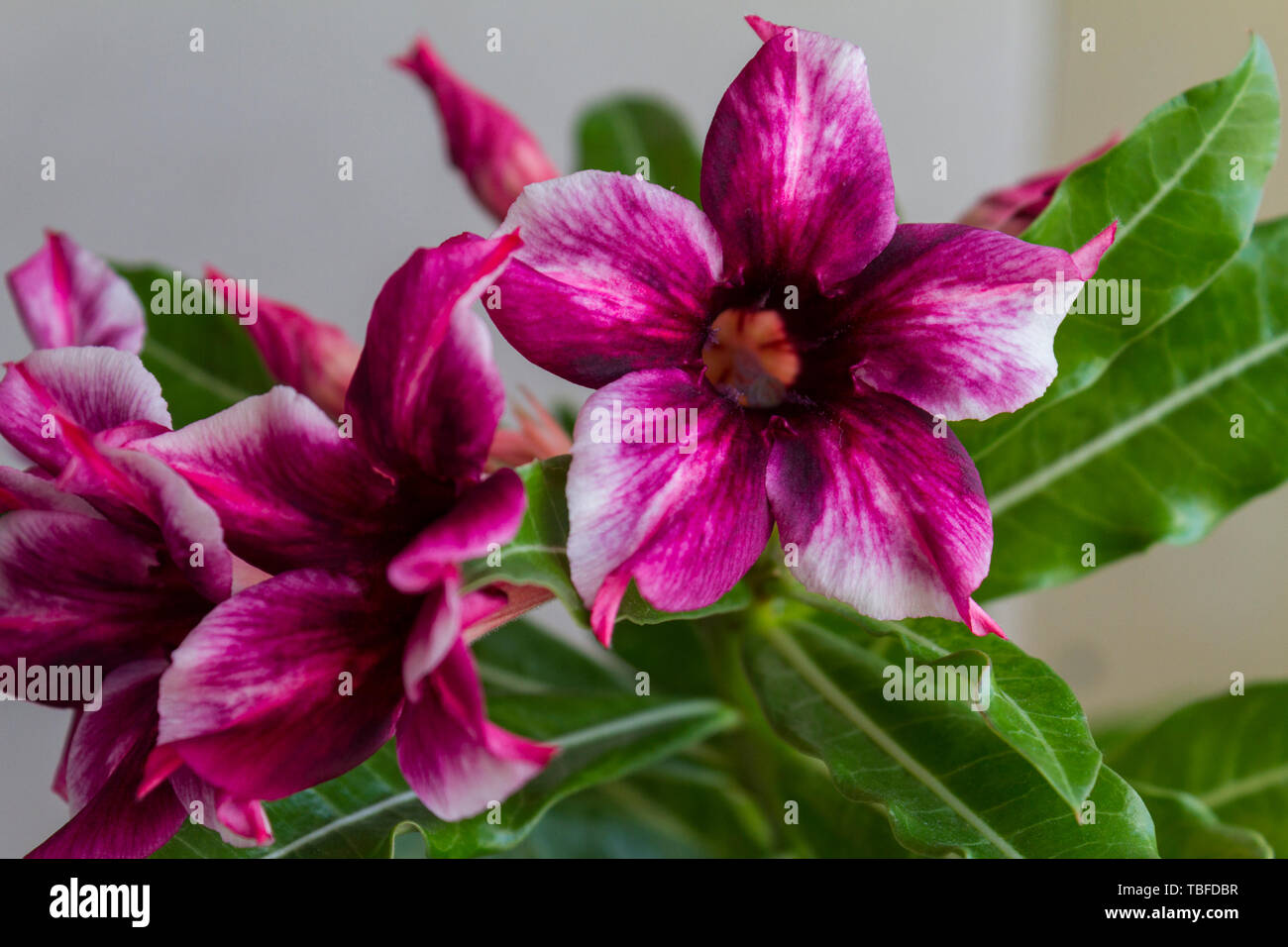 Violet flower adenium obesum Muang Sukda blooms. Close up Stock Photo ...