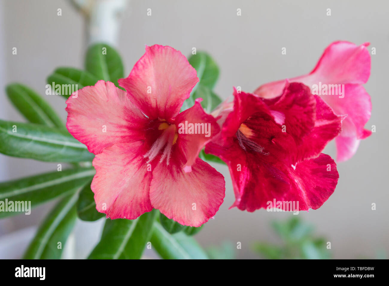 Red flower adenium obesum Ruby Elf blooms. Close up Stock Photo - Alamy