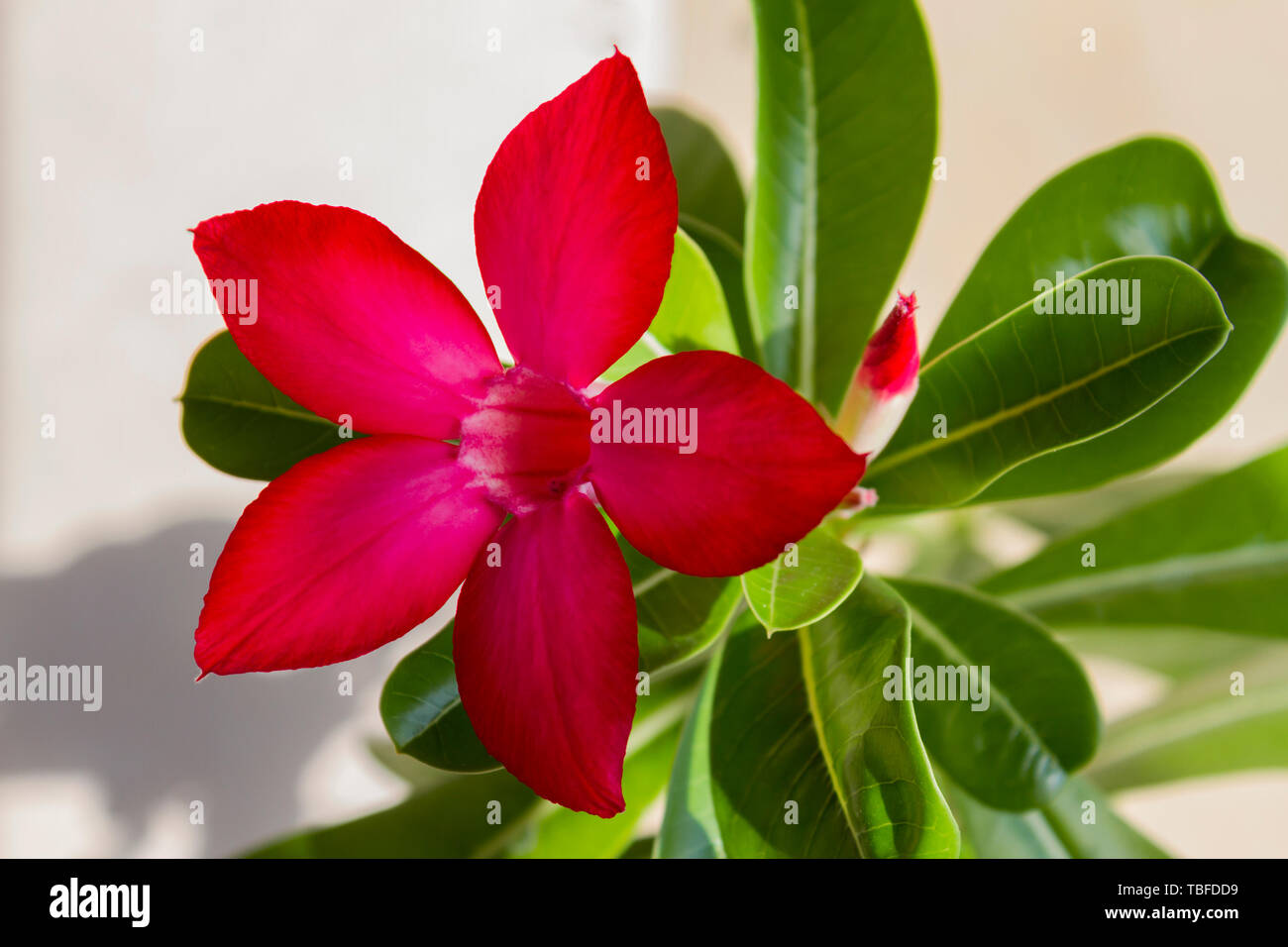 Prominent red bloom hi-res stock photography and images - Alamy