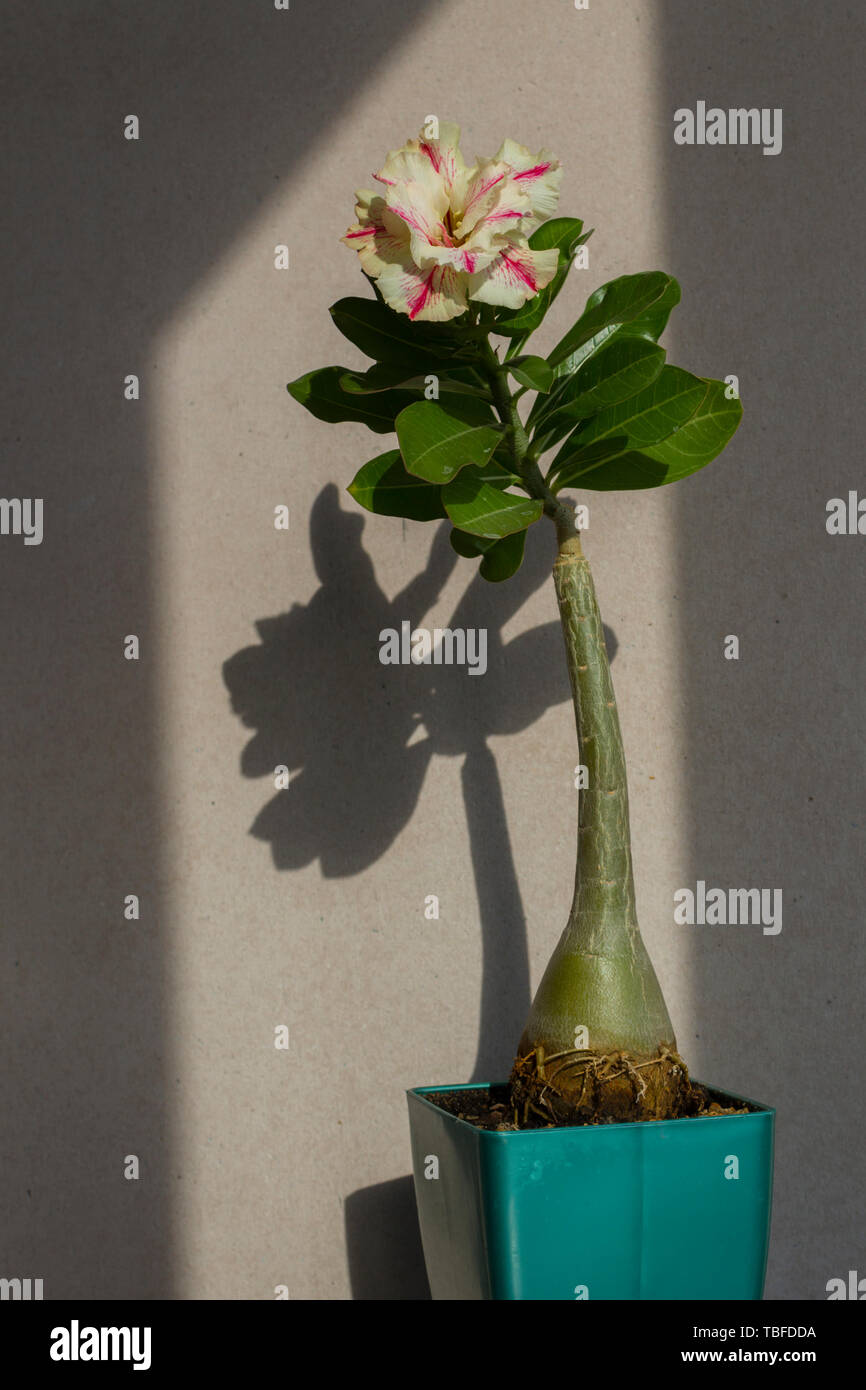 Fat adenium hi-res stock photography and images - Alamy