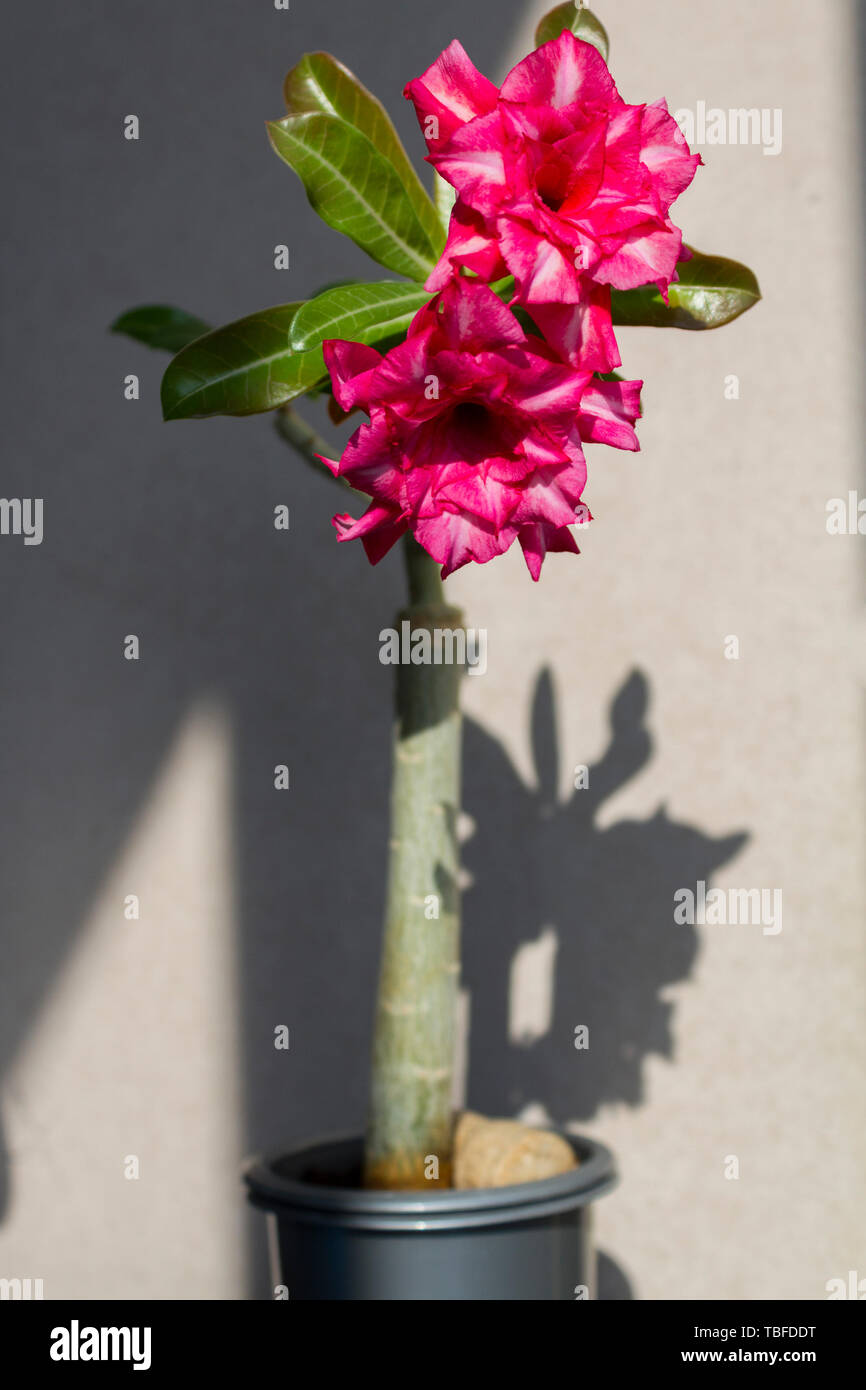 Red flower adenium obesum Honey blooms. Close up Stock Photo - Alamy