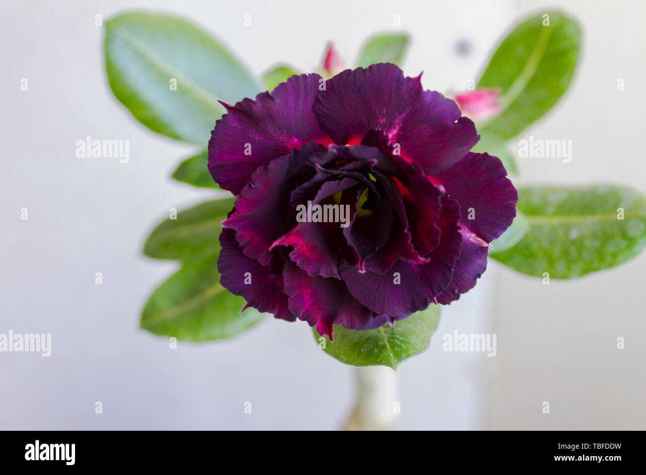 Spider man decor hi-res stock photography and images - Alamy