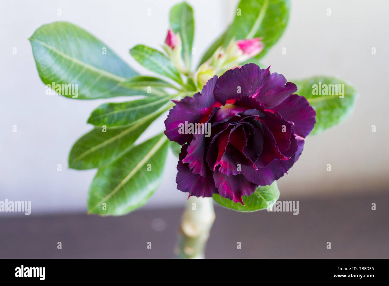Violet flower adenium obesum Spider Man blooms. Close up Stock Photo ...