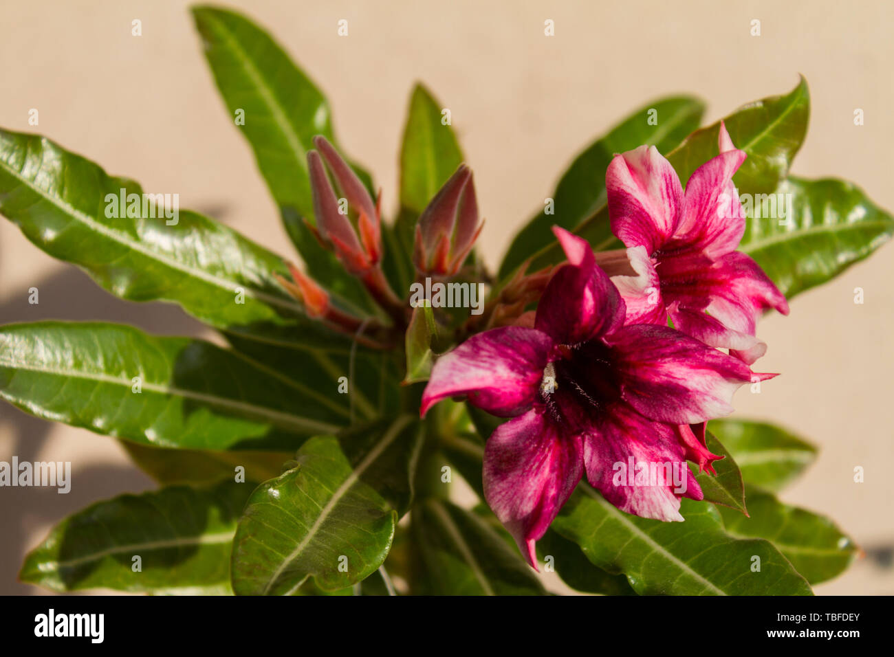 Fat adenium hi-res stock photography and images - Alamy