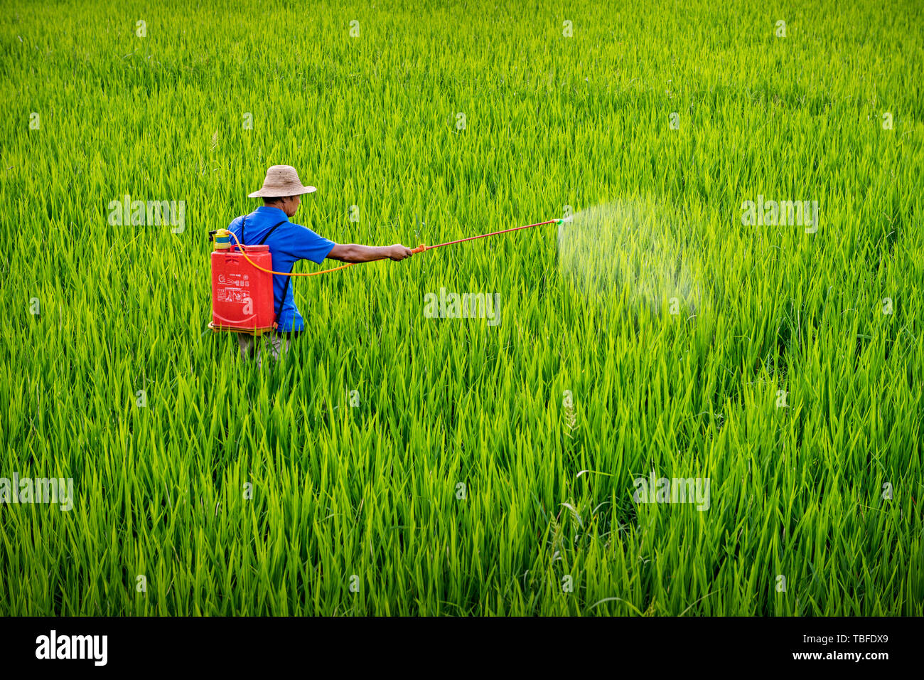 A farmer is spraying medicine for a rice field Stock Photo - Alamy