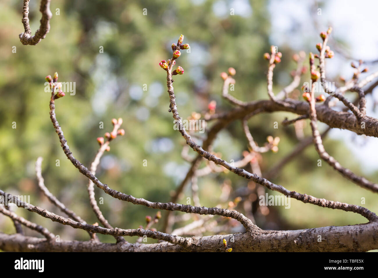 Spring unbloomed cherry blossom buds Stock Photo - Alamy