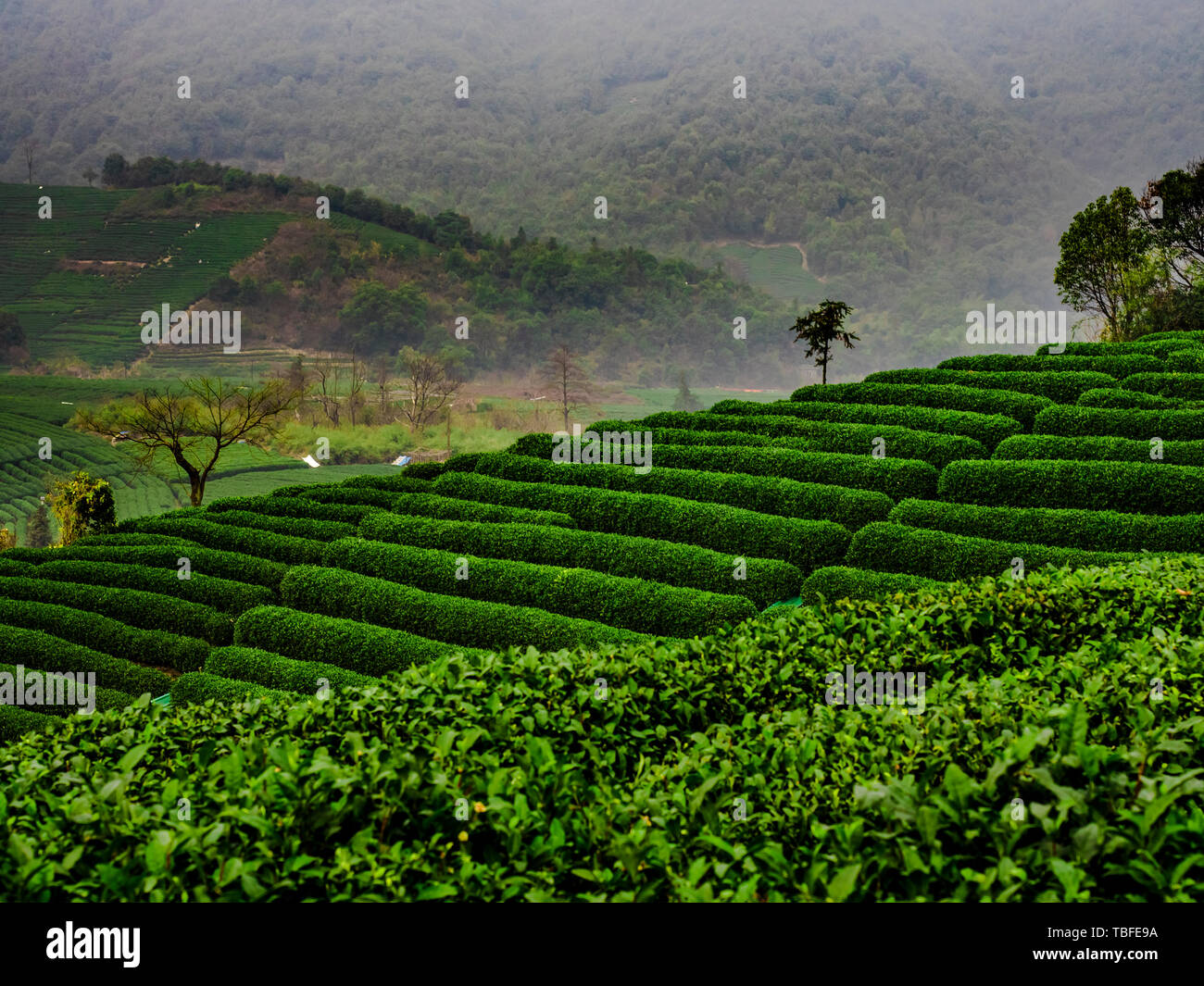 Grazing tea garden hi-res stock photography and images - Alamy