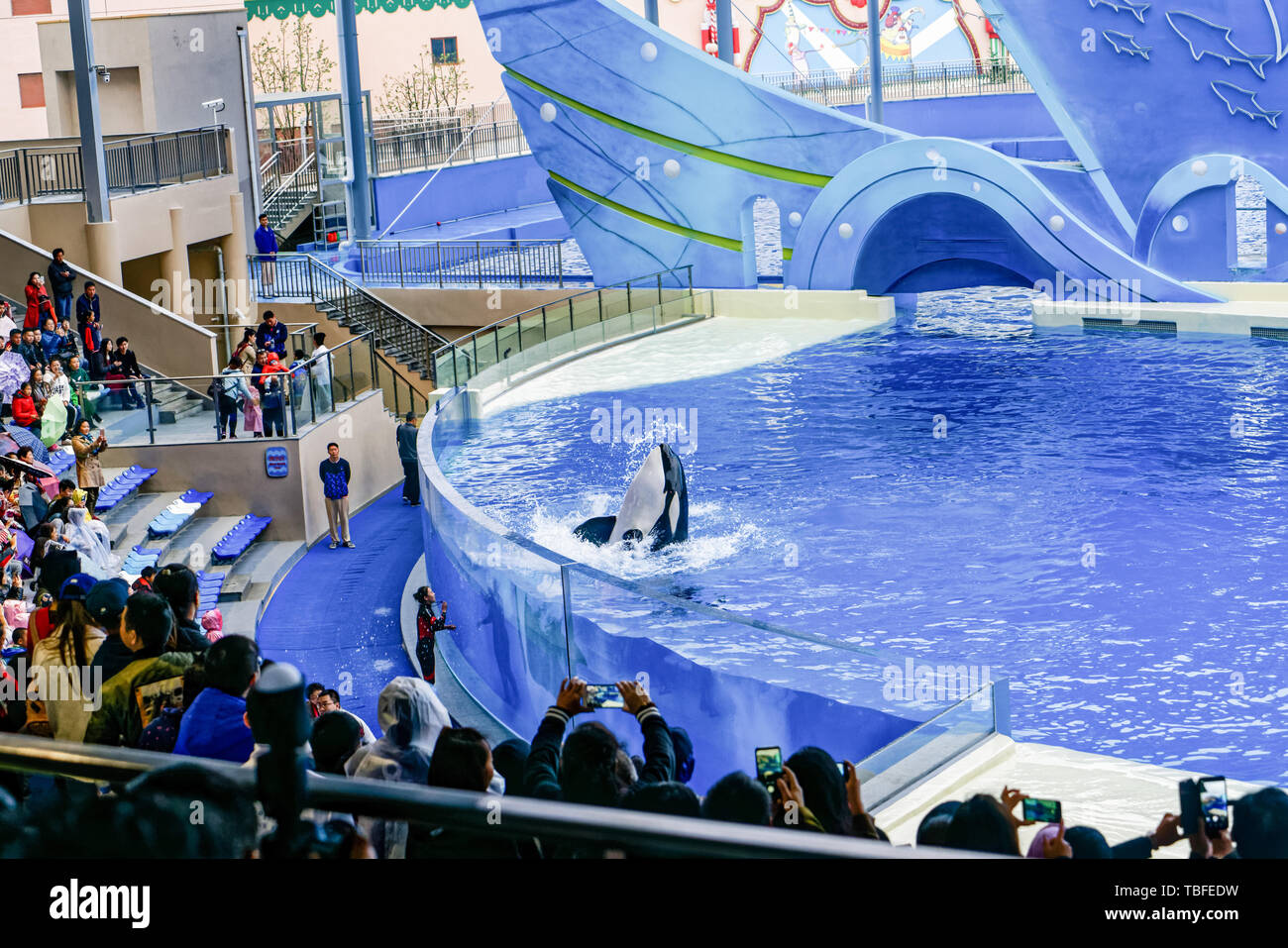 Haichang Ocean Park orca performance in Shanghai Stock Photo - Alamy
