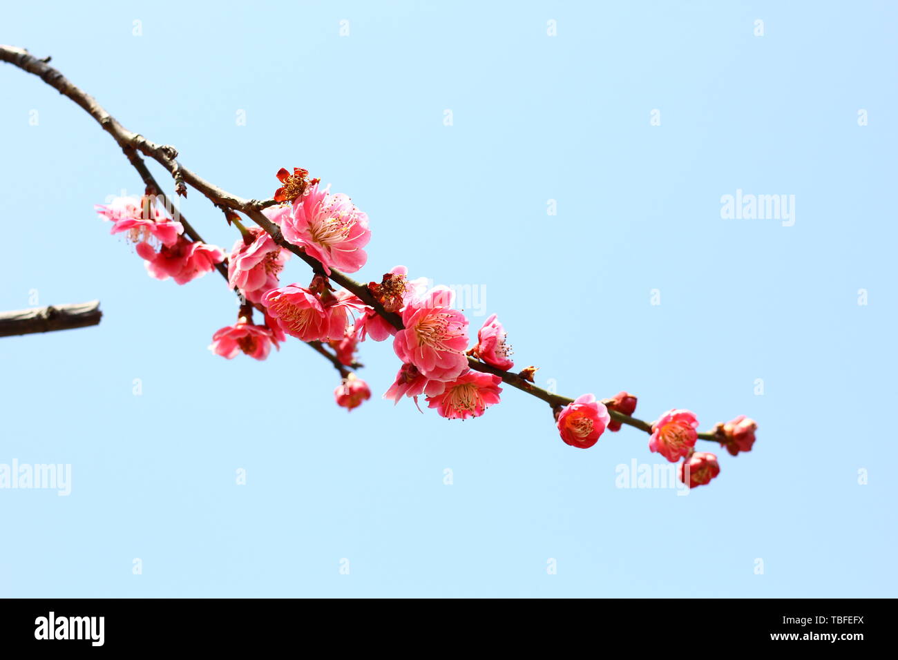 Beautiful cherry blossoms in spring Stock Photo - Alamy