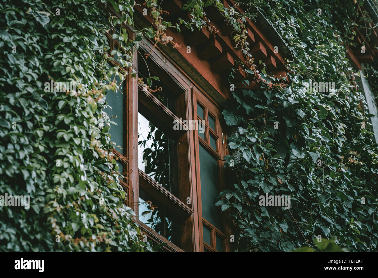 Climbing through the wooden windows of mountain tigers Stock Photo - Alamy