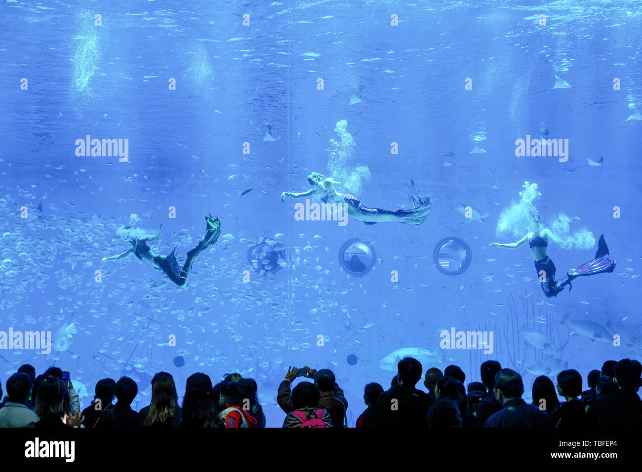 Mermaid performance at Haichang Ocean Park, Shanghai Stock Photo - Alamy