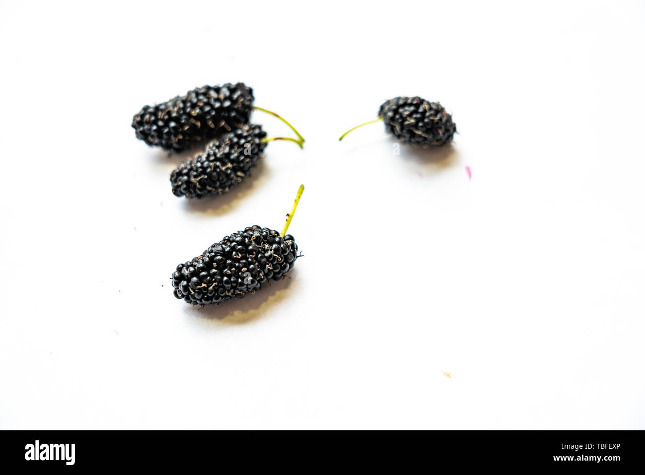 Mulberry branches Cut Out Stock Images & Pictures - Alamy