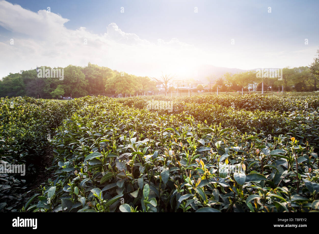 Beautiful green tea Stock Photo - Alamy