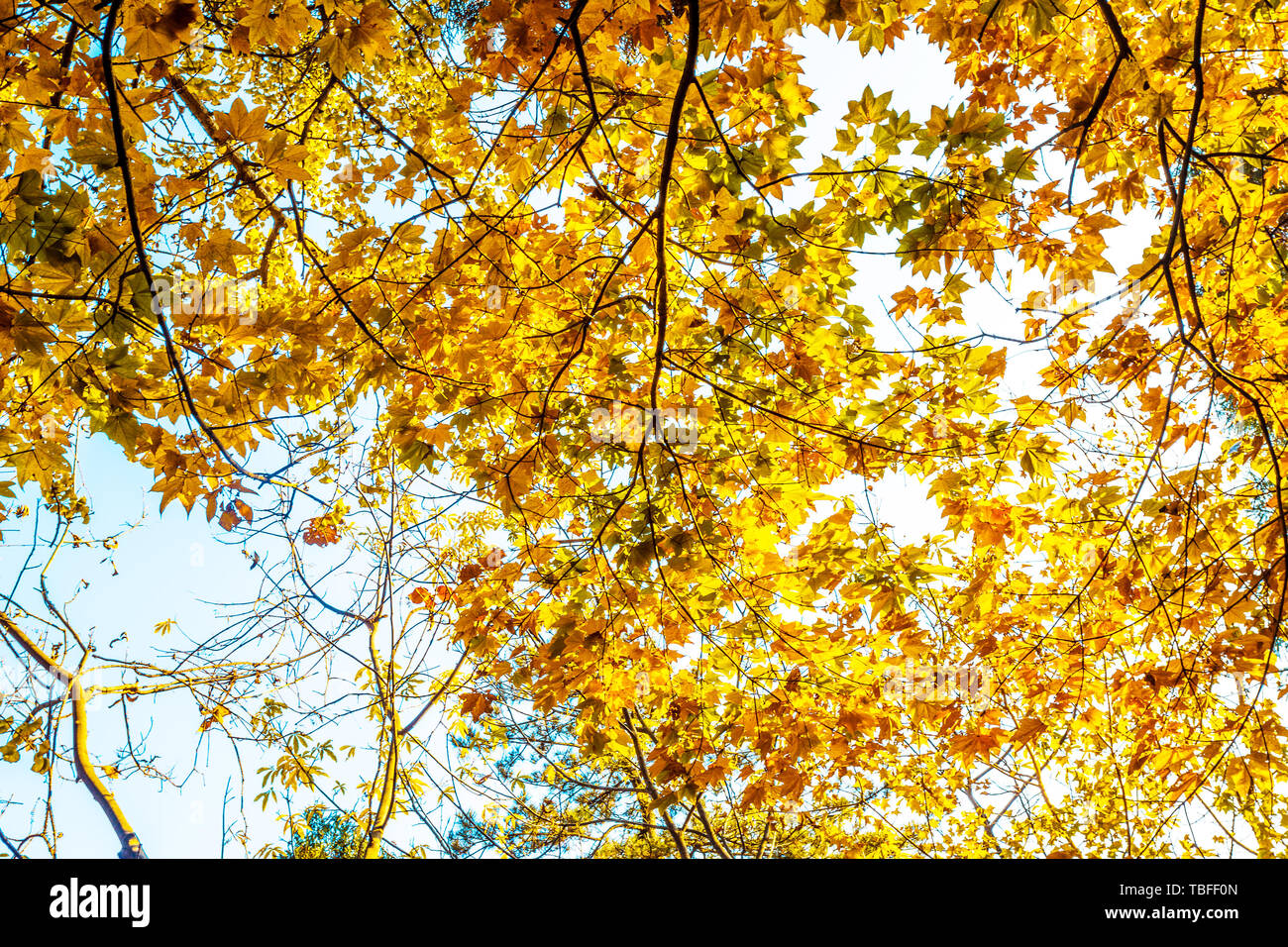 Autumn Colours in China Stock Photo - Alamy
