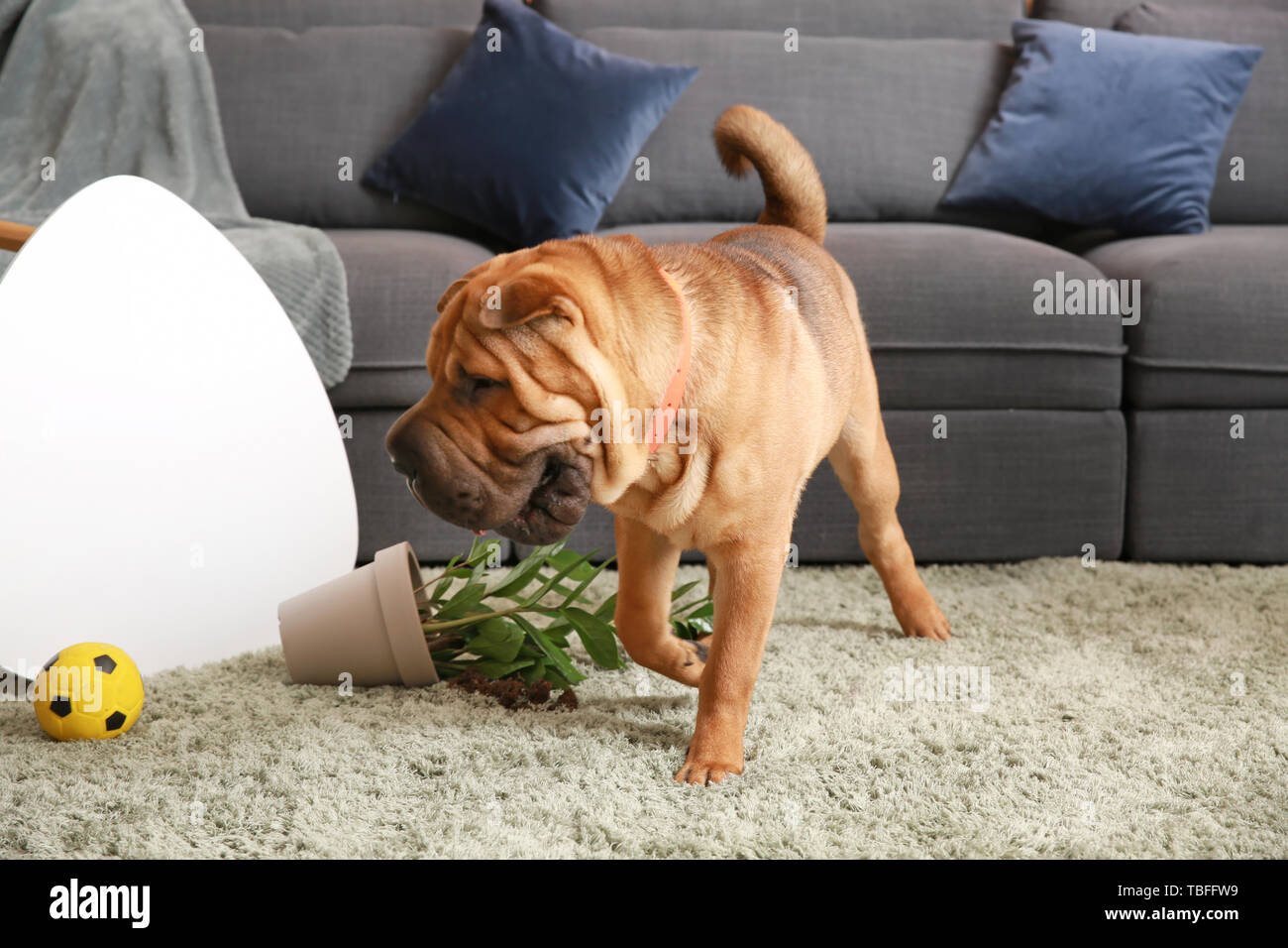 Dog mess room hi-res stock photography and images - Alamy