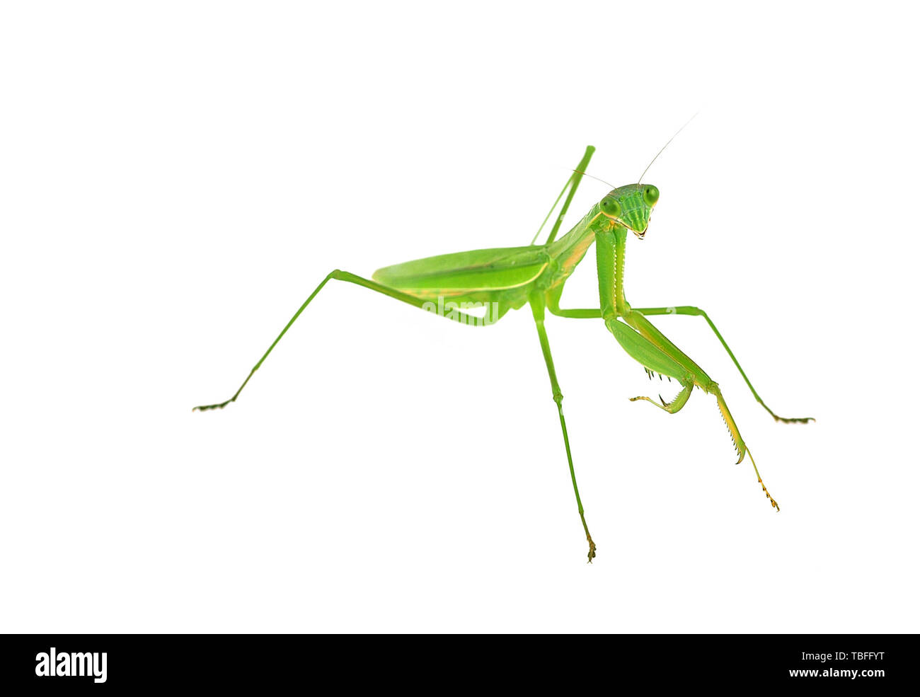 Locusts pests hi-res stock photography and images - Alamy