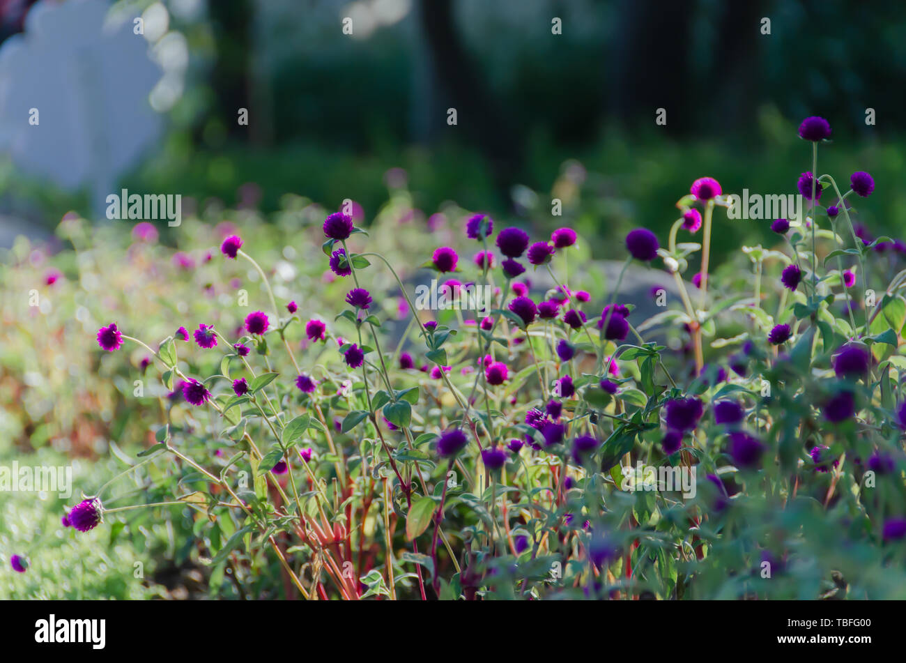 Plant petals and lawns hi-res stock photography and images - Alamy