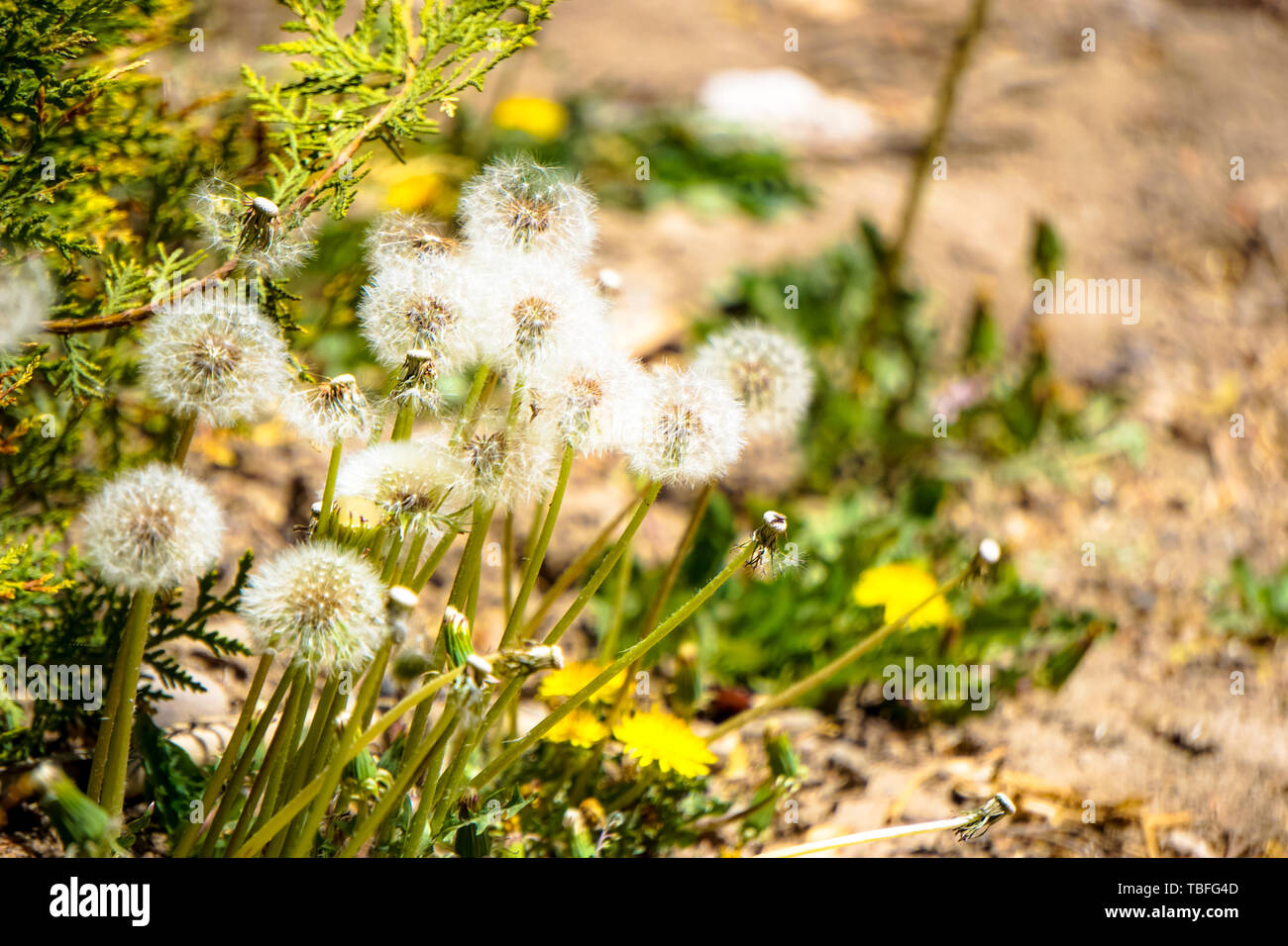 Dandelion and dry meadows hi-res stock photography and images - Alamy