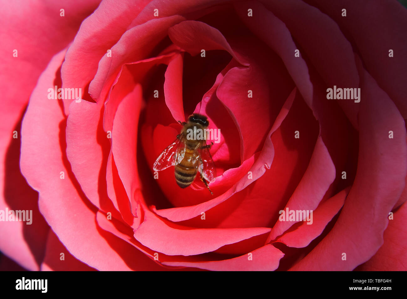 Micro flowers - moon season Stock Photo - Alamy