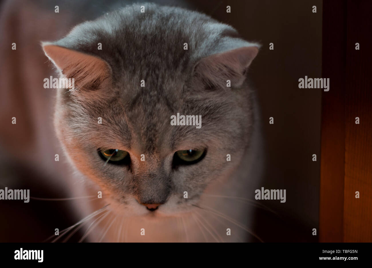 Cat short silver gradient Stock Photo - Alamy