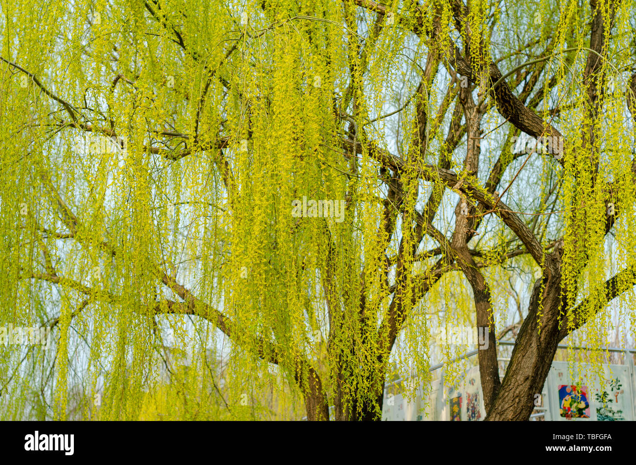 Spring breeze hi-res stock photography and images - Alamy