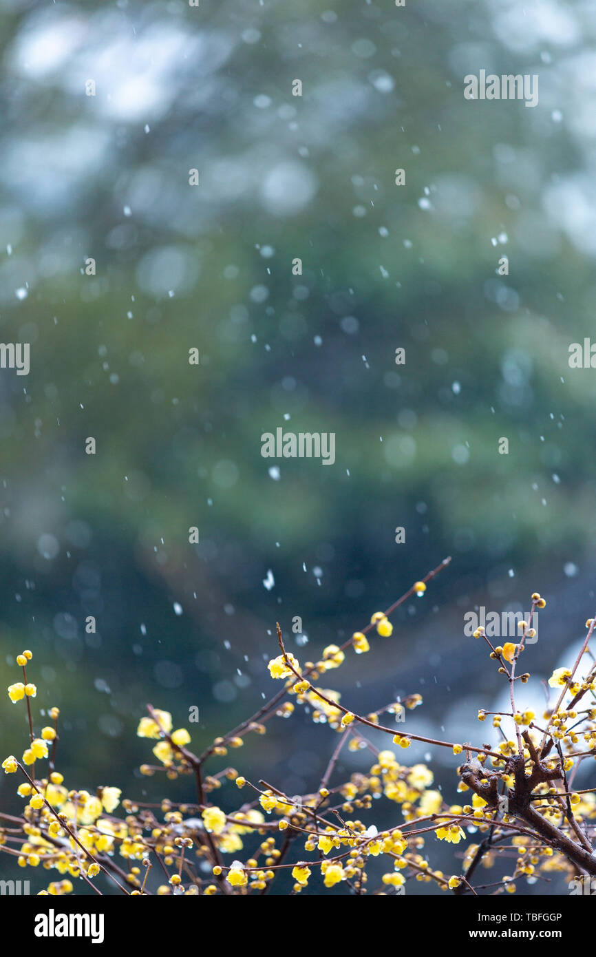 Junyuan plum blossom Stock Photo - Alamy